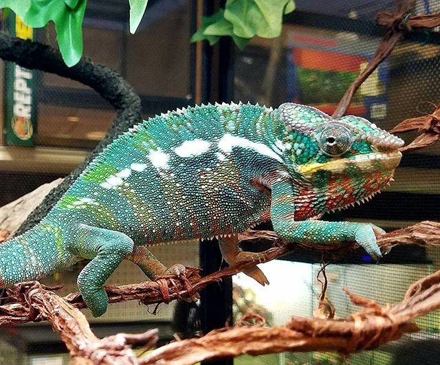 Home | Adventure Pets