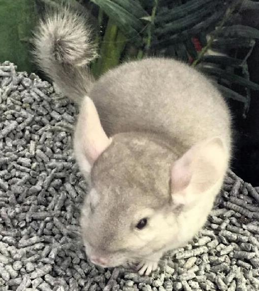 Home | Adventure Pets